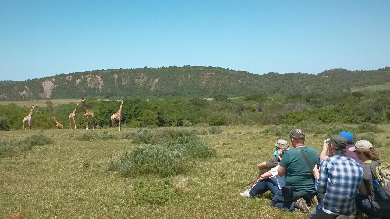Guided Bush Walk | Eastern Cape Safari - YouTube