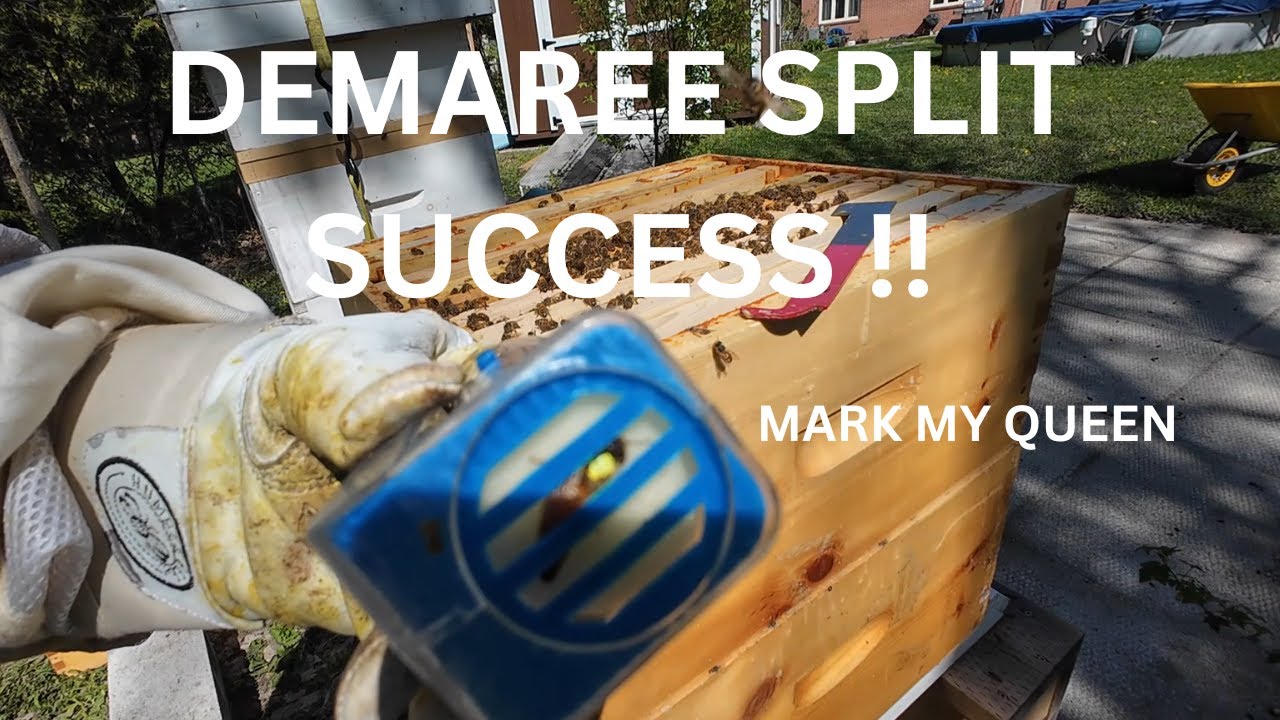 April 27th Demaree split success!! - YouTube