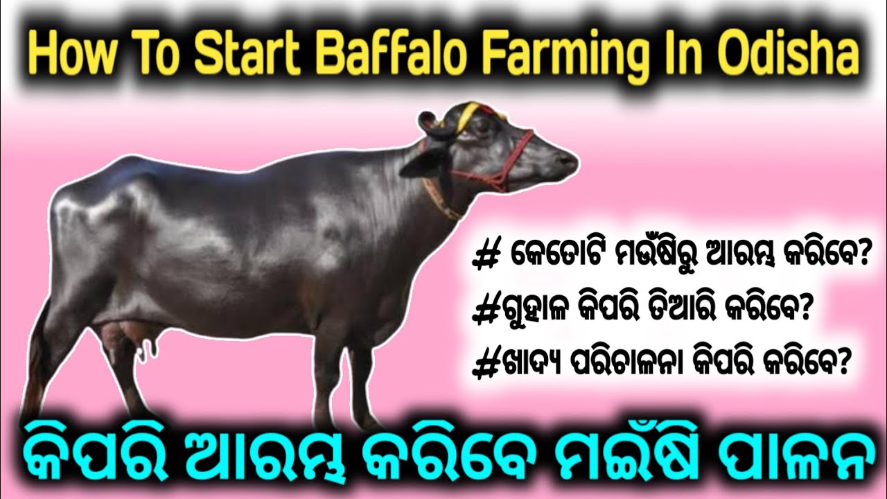 ମଇଁଷି ପାଳନ କିପରି ଆରମ୍ଭ କରିବେ?How To Start Buffalo Farm In Odisha ...