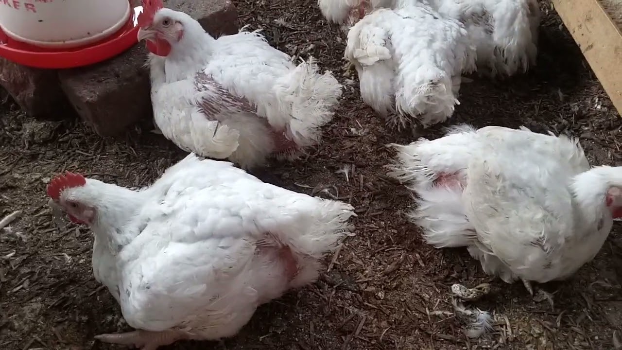 COBB 500 6 WEEKS BROILERS - YouTube