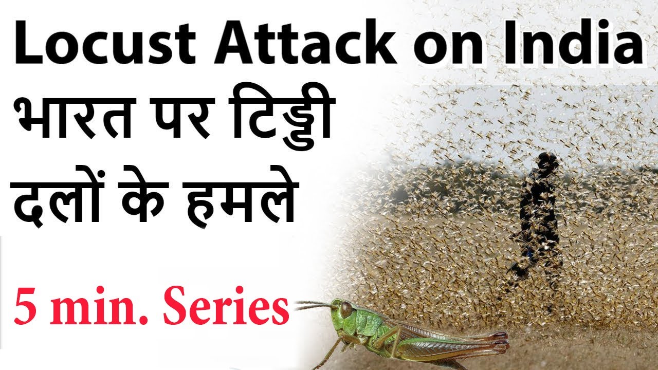 Locust Attack on India Worst in 30 years भारत पर टिड्डी दलों के हमले ...