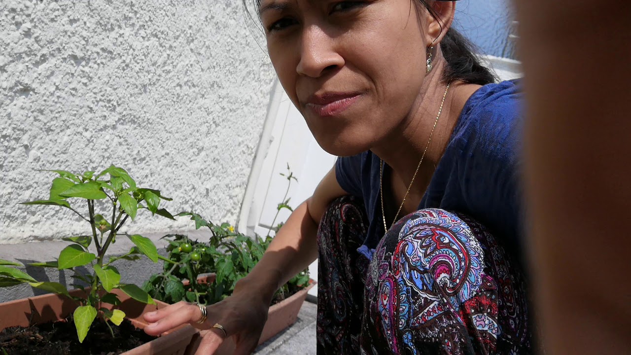 Ang pandak Kong tanim na Sili't kamatis - YouTube