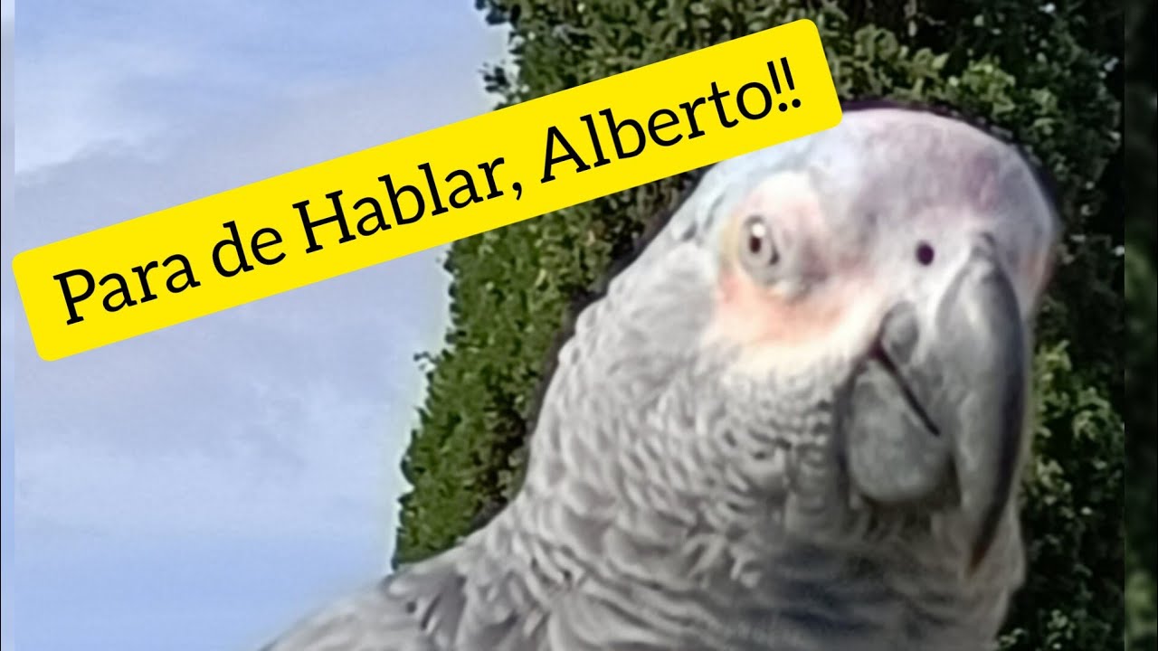 The Talking Parrot | Loro Hablando! - YouTube