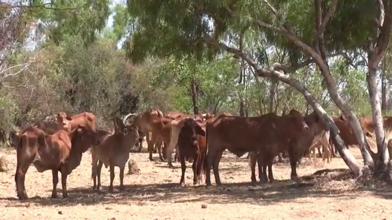 Weaner Education - A Training video for your staff - Part 1 Weaner ...
