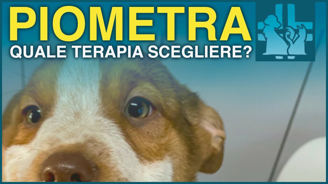 Piometra nel cane : meglio la terapia medica o la terapia chirurgica ...
