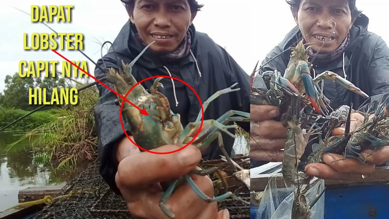 bubu dapat lobster tanpa capit!! lobster air tawar - YouTube