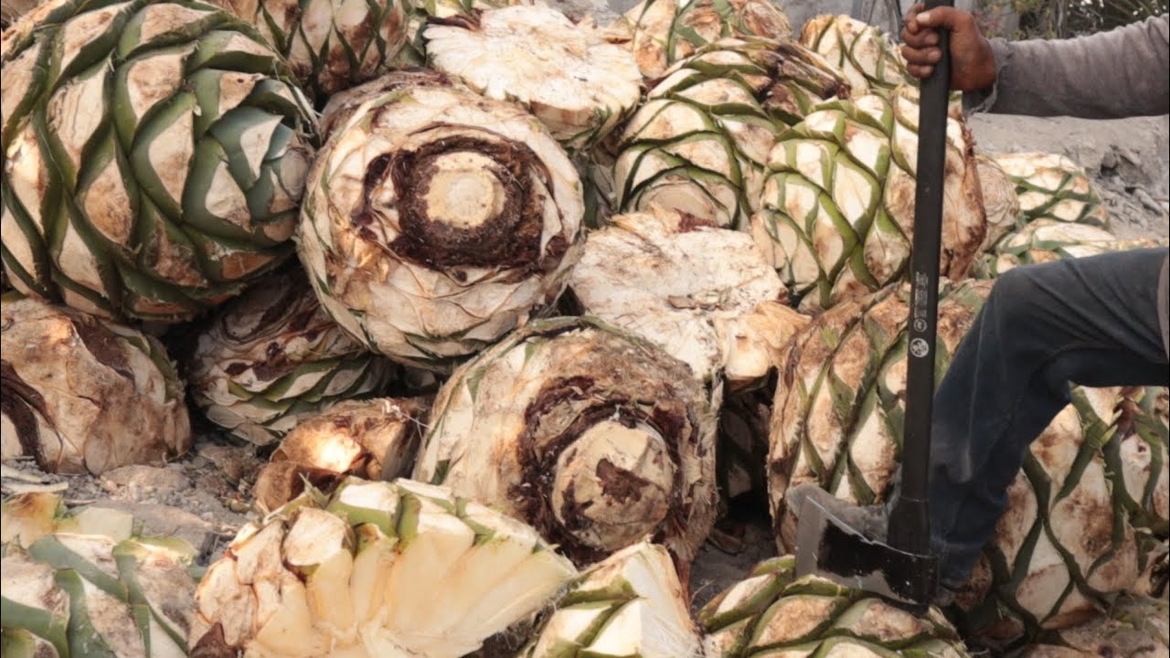 Mezcal como medicina: Sabiduría ancestral y poder curativo - YouTube