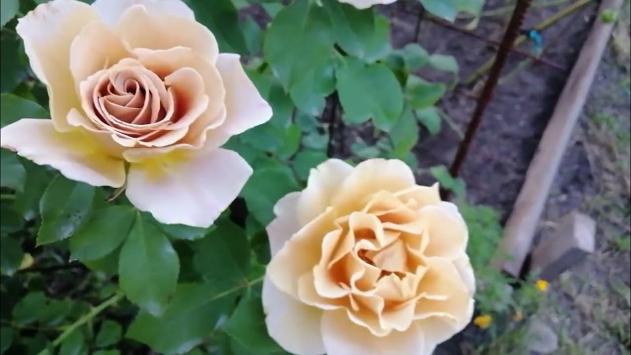 РОЗА ХАНИ ДИЖОН (Honey Dijon). 6 августа 2023 года. УКРАИНА 🇺🇦 - YouTube