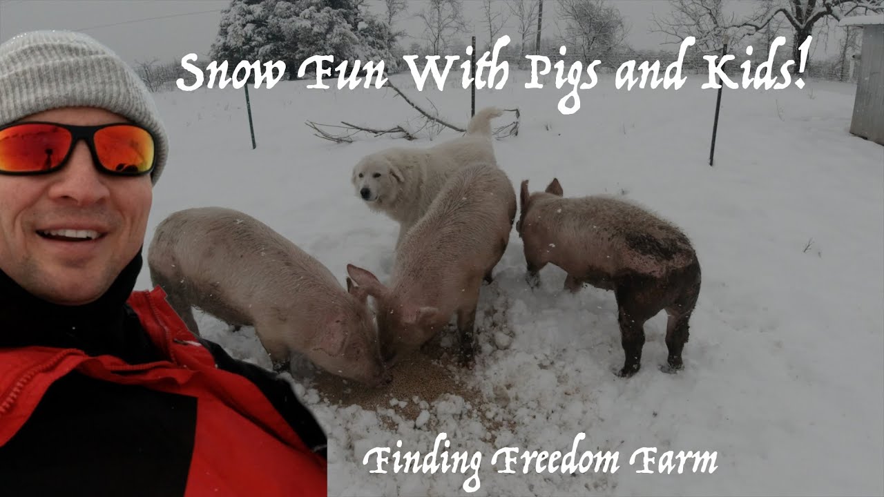 Snow Fun With Pigs and Kids! #homestead #snow #pigs - YouTube