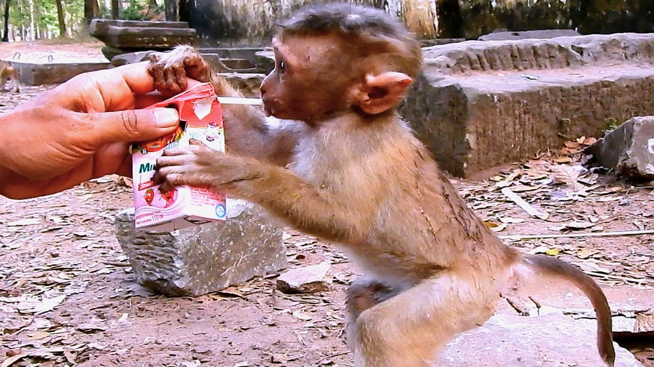 Really Impressive moment of little baby monkey Leo nursing milk from ...