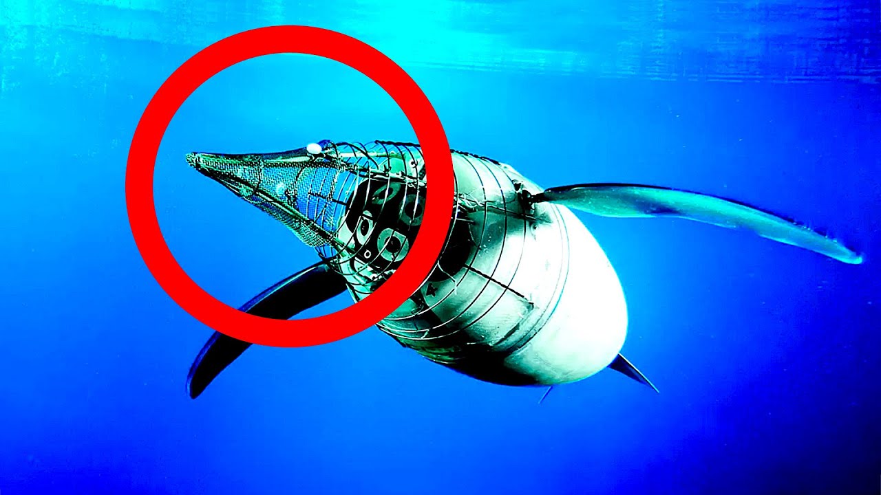 12 Amazing Robot Animals That Will Blow Your Mind - YouTube