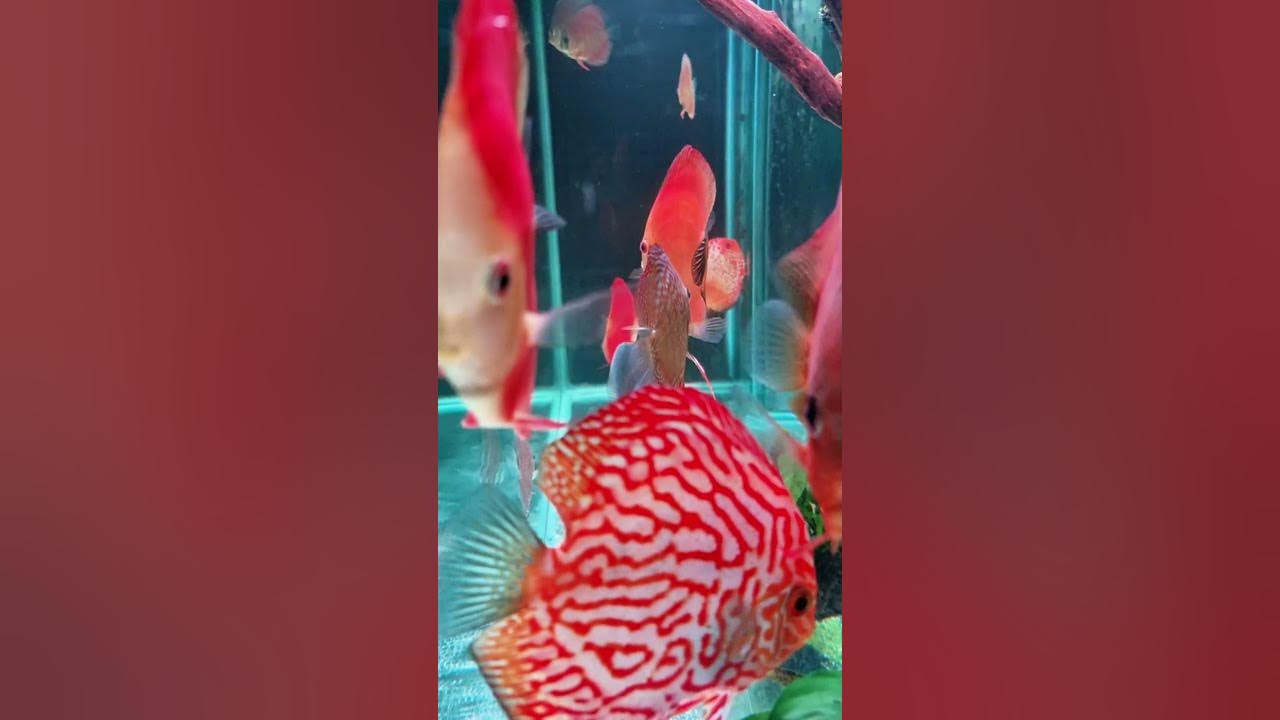 Most Beautiful Discus Fish Tank #aquarium #discusfish #discusfishtank #fishtank #youtubeshorts # ...