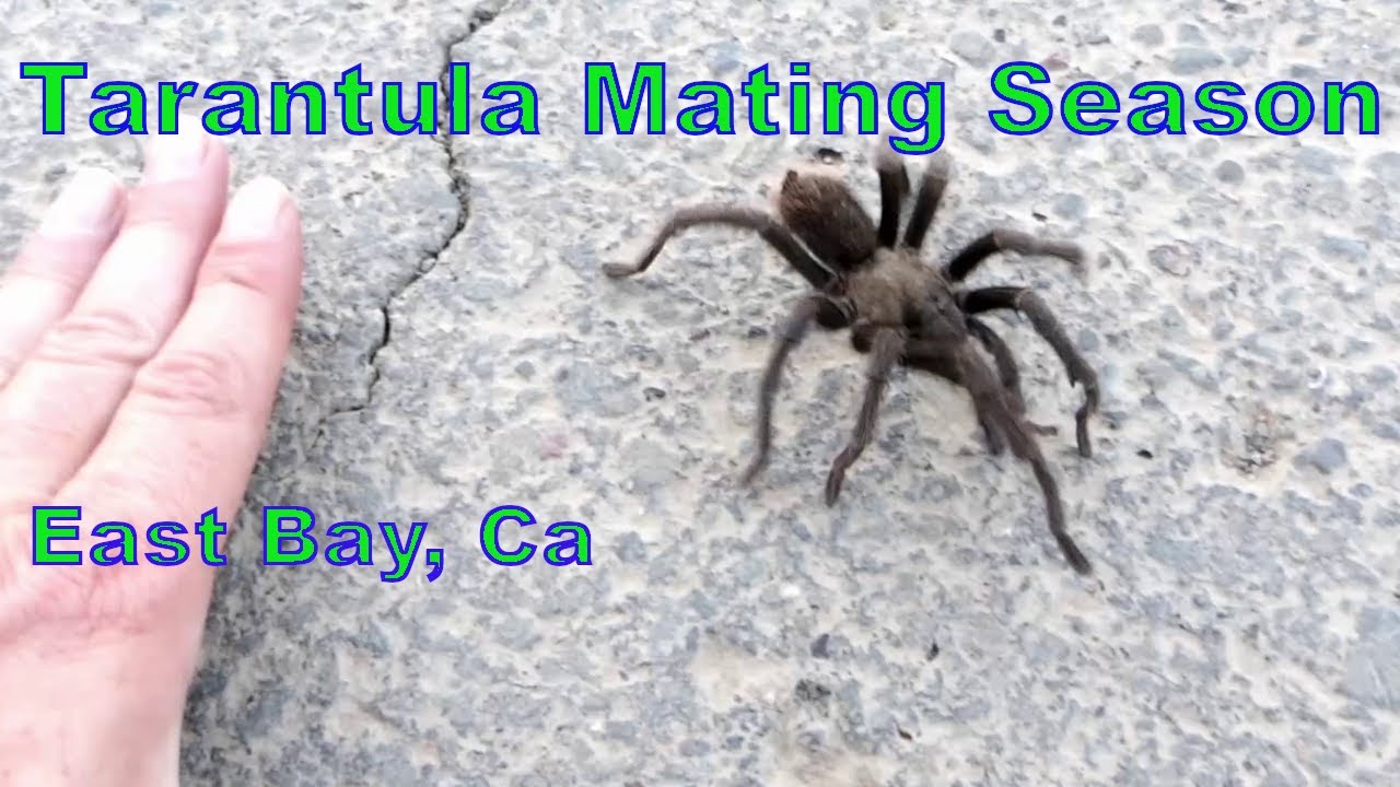 SF East Bay California has a Horny Spider Problem. every year, Giant Fuzzy Spiders Walk the ...