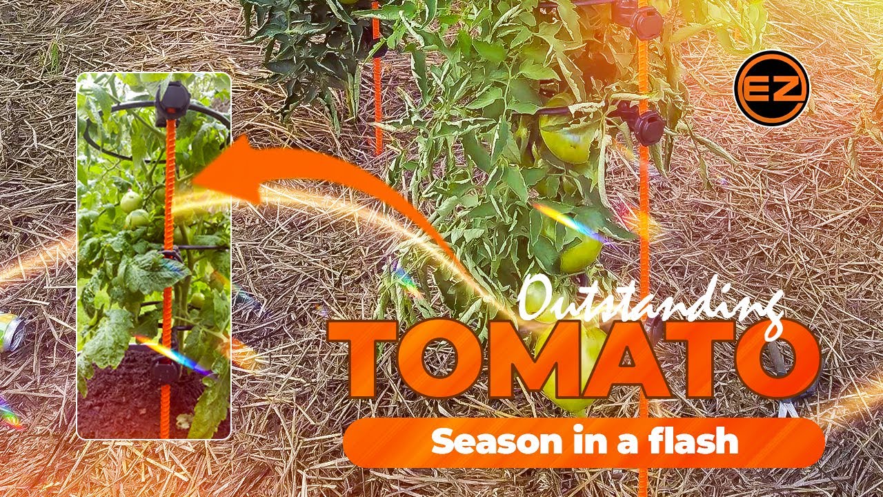 Full Tomato Season in a Flash| An entire season in under 6 minutes ...
