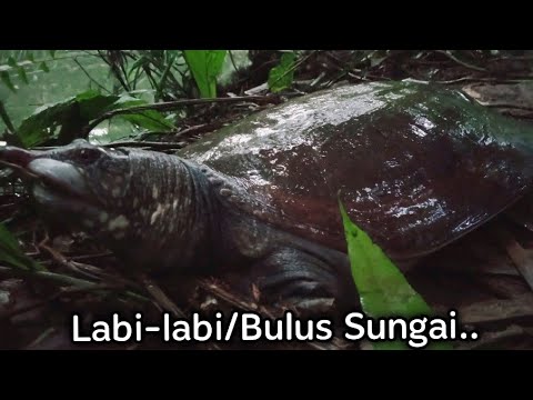 CUMA MANCING DI SUNGAI KECIL DAPAT LABI-LABI/BULUS DAN IKAN BAUNG BESAR ...