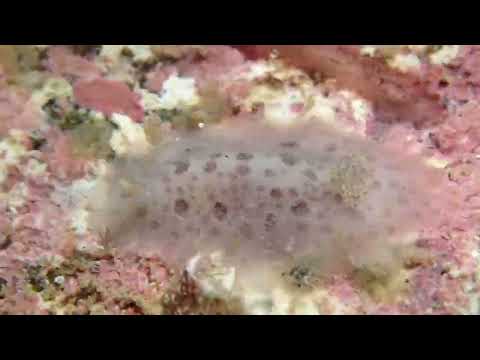 2022/September/10【ウミウシ】ちょっと地味目なツヅレウミウシ🏝