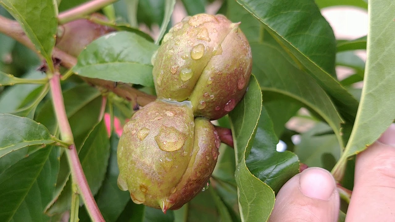 Update Fruits From Nectarines, Peaches And Nectaplum - YouTube