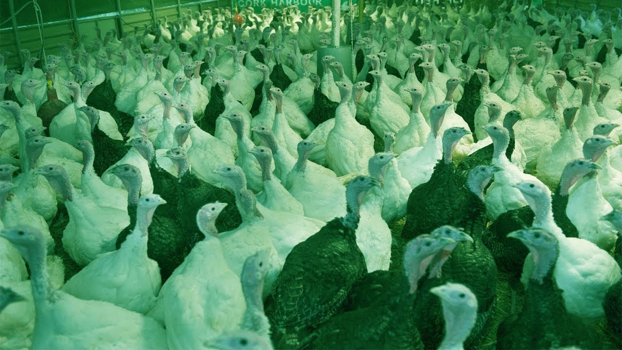 Starting a Business - How to Start a Business of Turkey Farm and ...