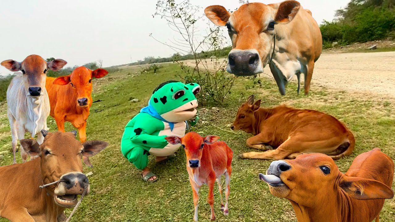 con bò , Con Bò , con trâu , Con Trâu , Con Bo | con bò con | con bò ăn ...