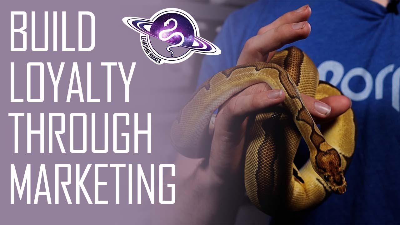 Ball Python Business | Build Loyalty Through Marketing - YouTube