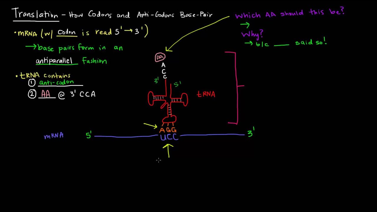 Translation (Part 2 of 8) - How Codons and Anti-Codons Base Pair - YouTube
