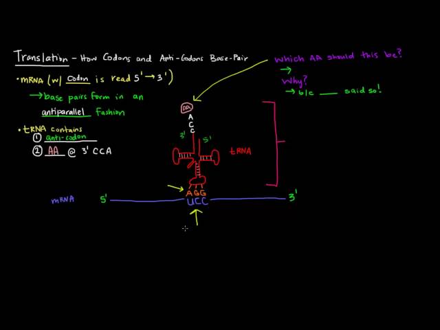 Anticodons Pair With What