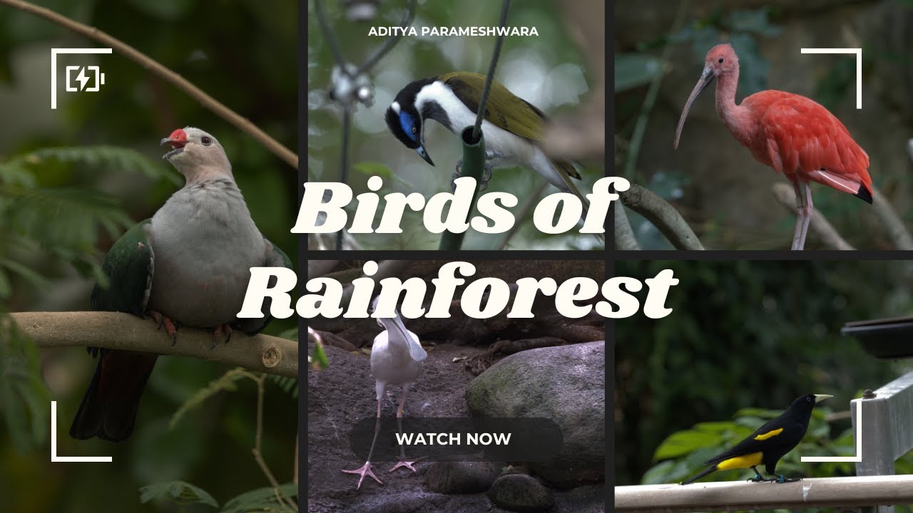 Birds of Rainforest | Rainforest birds - YouTube