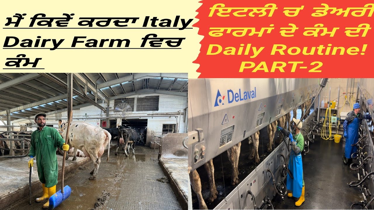 Daily routine of dairy farm work in Italy||ਇਟਲੀ ਡੇਅਰੀ ਫਾਰਮਾ ਚ'ਕੰਮ ਦੀ ...