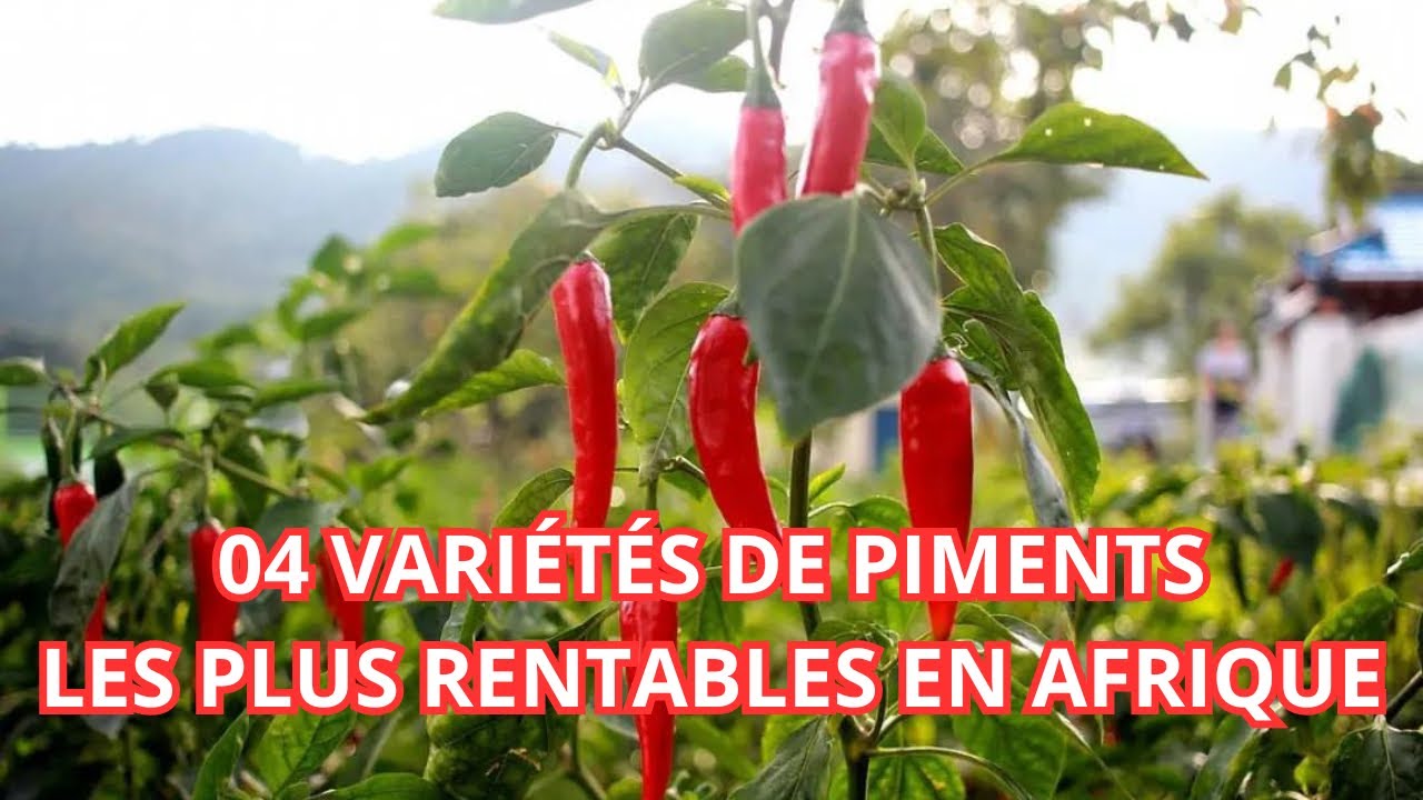 04 variétés de PIMENTS les plus RENTABLES en AFRIQUE - YouTube