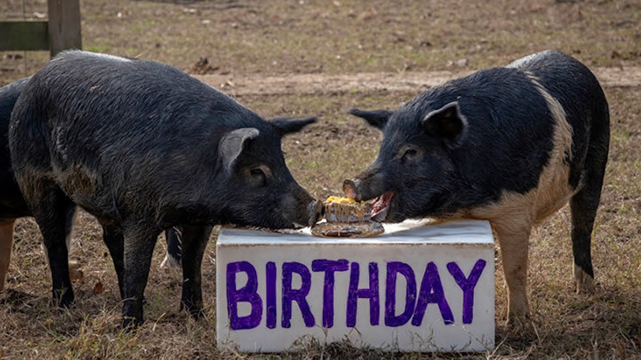 Ossabaw Island hogs at Meadow Farm celebrate first birthdays - YouTube