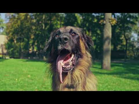 DOGS BARKING!! Angry Dogs   Real Guard Dogs   Defending You! Free Download MP3