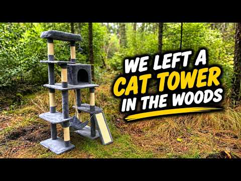 We Left a CAT TOWER Deep in the Woods & Set Up a Camera... Here's What it Captured