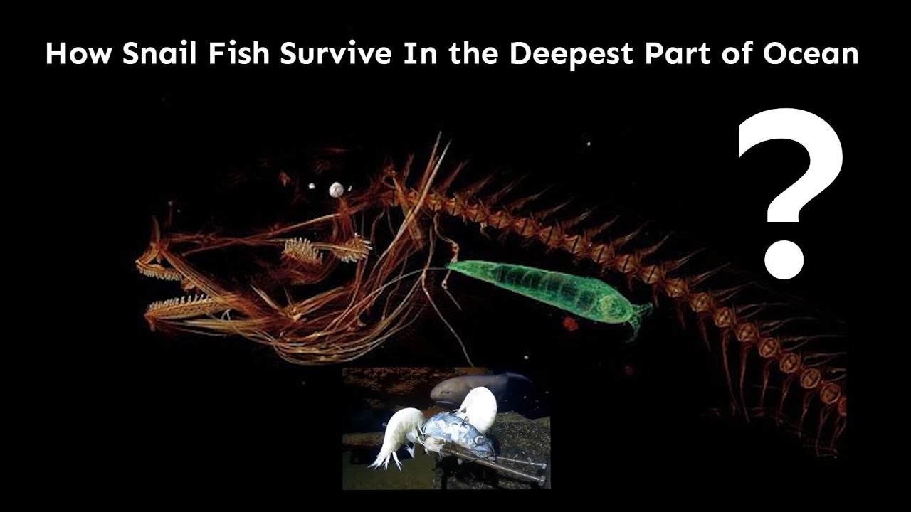 Secrets of the Deepest Marine Creature | Snailfish Documentary | How ...