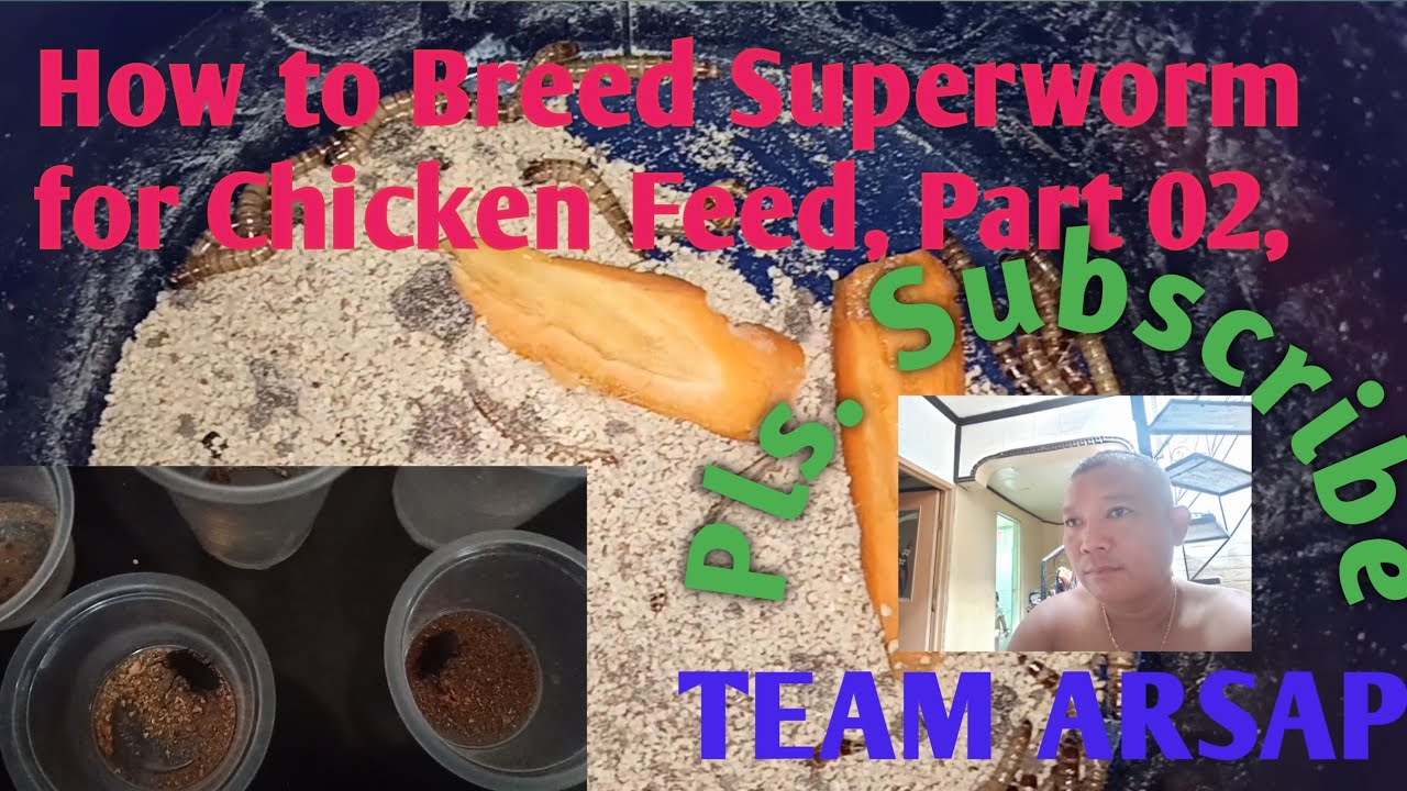 How to Breed Superworm for Chicken feed Part 2, TEAM ARSAP - YouTube