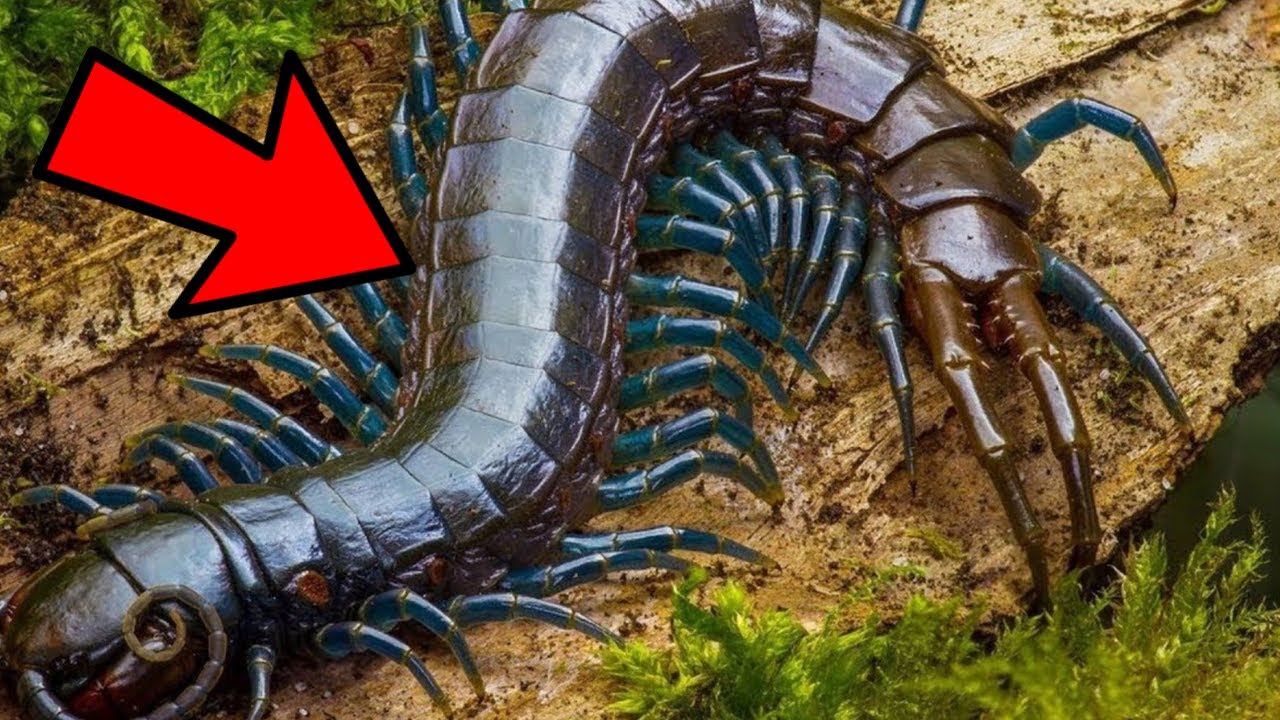 LOS 5 INSECTOS MÁS RAROS DEL MUNDO - YouTube