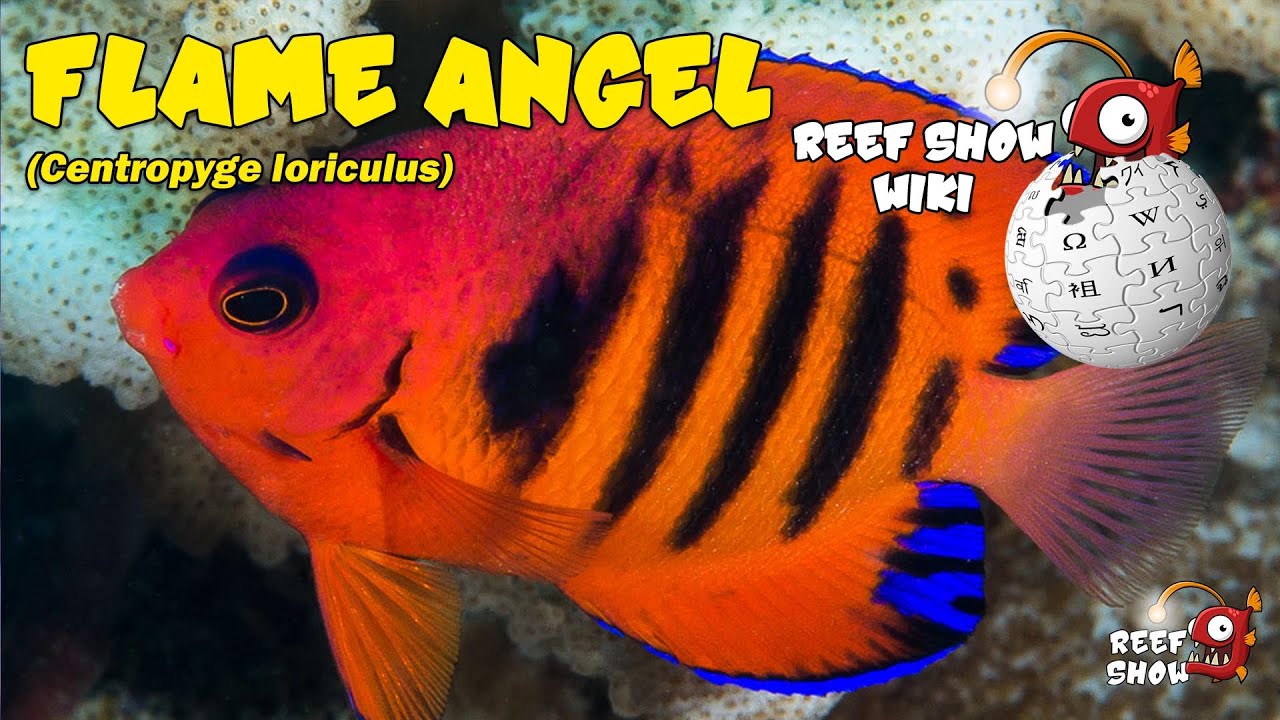Reef Show Wiki: Flame Angel - YouTube