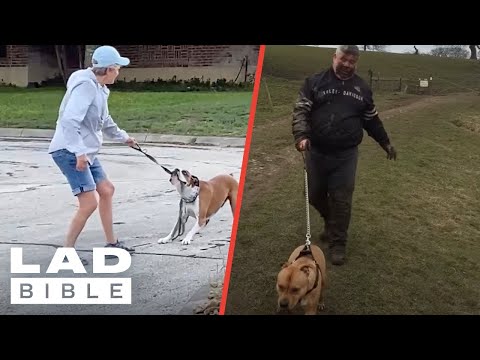Best Dog Walking Fails On The Internet 🤣 🐶 | LADbible