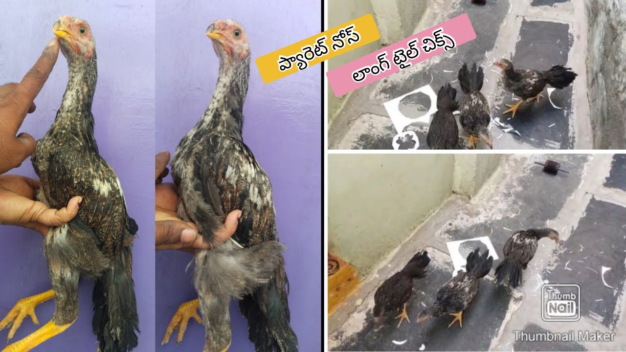 Long Tail Quality Chicks | 8639717935 | Video 2597 | Rythu Market 2 ...