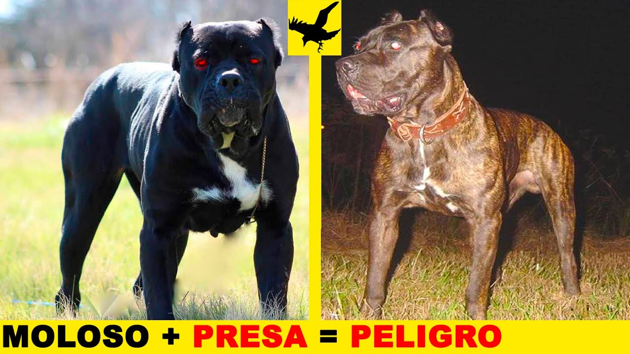 💥 7 TIPOS DE BANDOG QUE TIENES QUE CONOCER – PERROS FEOS DE TRABAJO ...