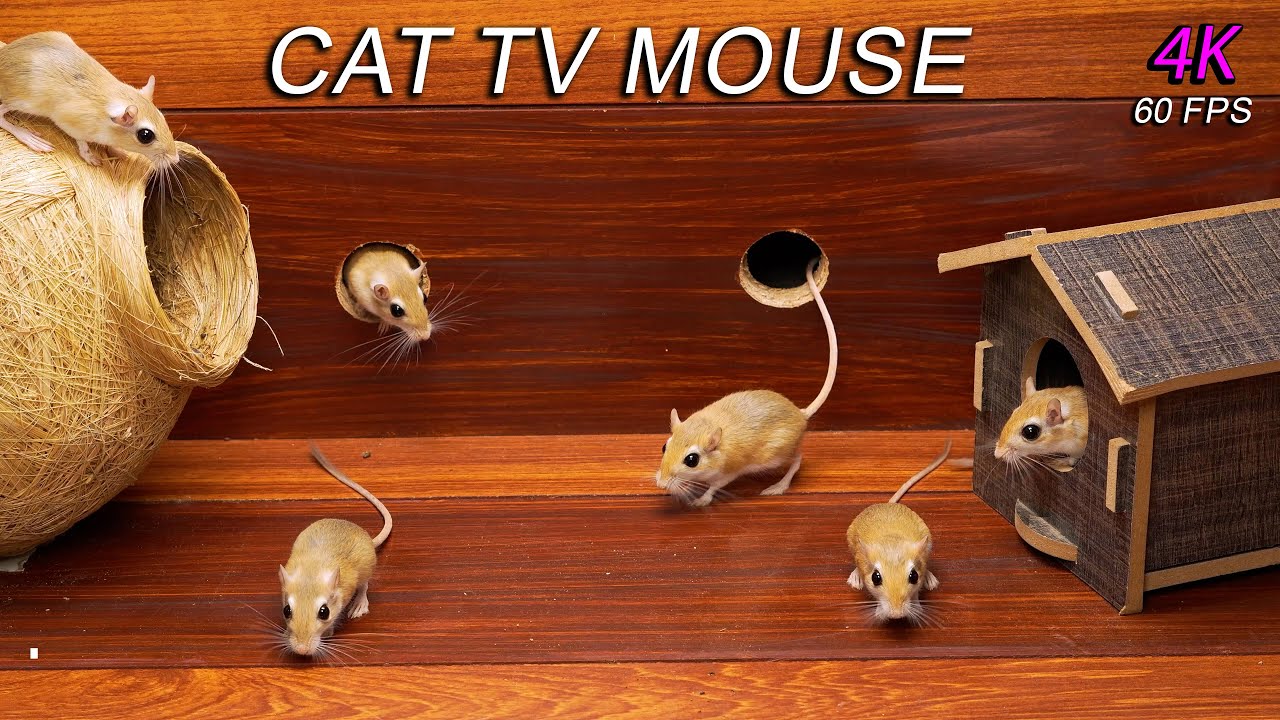 Cat TV mouse hide and seek fun for cats to watch | Cat entertainment ...