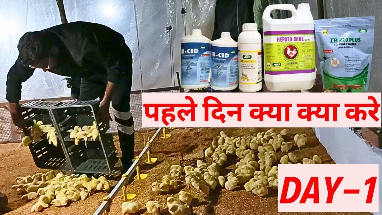 IB Company chicks broiler poultry farming | Day - 1 management and ...