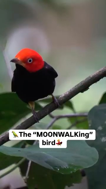 The Moonwalking Bird Spotted in Costa Rica! 🕺 #BirdWatching # ...
