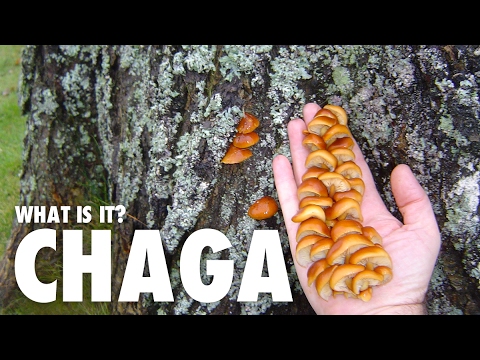 What is Chaga? | Food Trends TV - YouTube