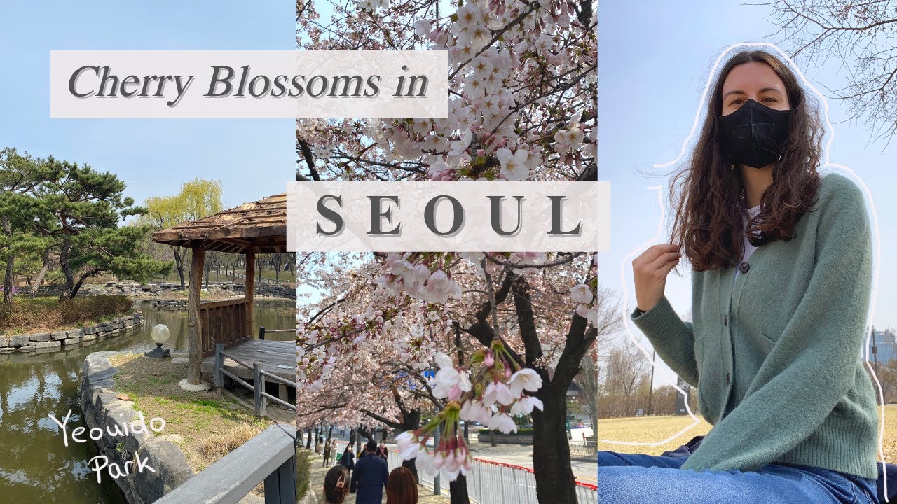 Viewing Cherry Blossoms in Yeouido, Seoul 🌸 | Korea Vlog - YouTube