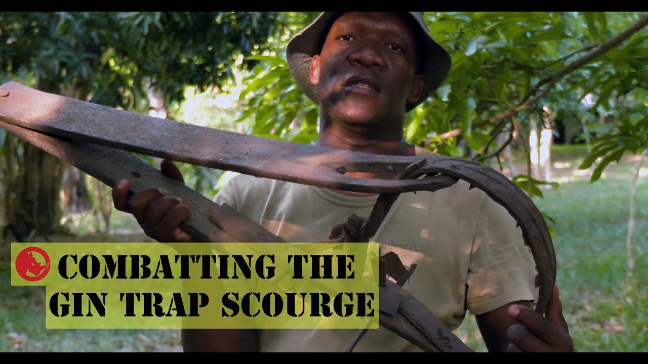 Combatting the Gin Trap Scourge. - YouTube