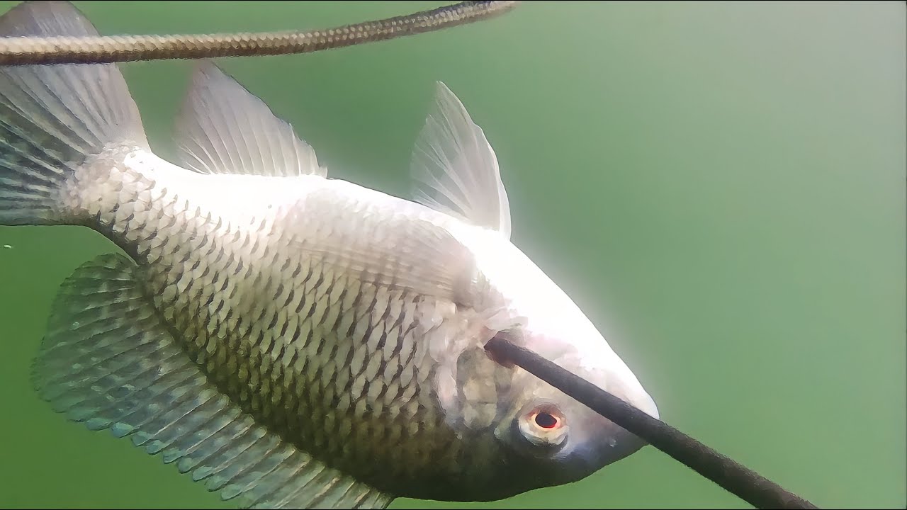 Capturando Pez Cotorra De Agua Dulce | Pesca De Tilapia - YouTube