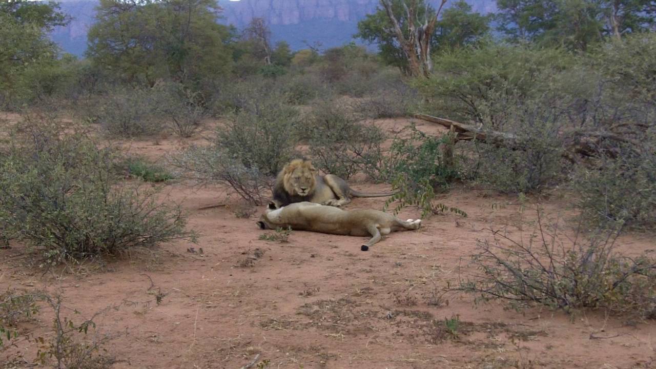 Mating Lions - Marataba Safari Lodge - South Africa - YouTube
