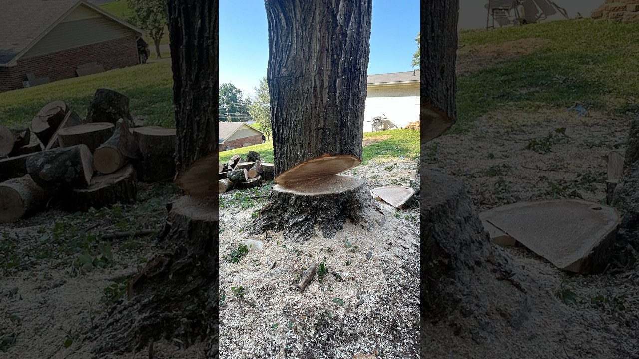 Maple 🍁 take down #treework #usa #climbing #stihl #maple #treeservice #treeclimber - YouTube