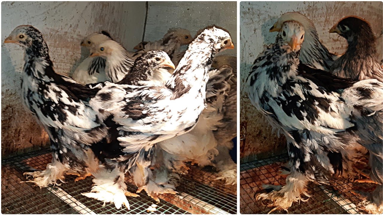 Brahma Chicks Black Mottled, Light, Light Blue (35 Days Old-Enjoy ...