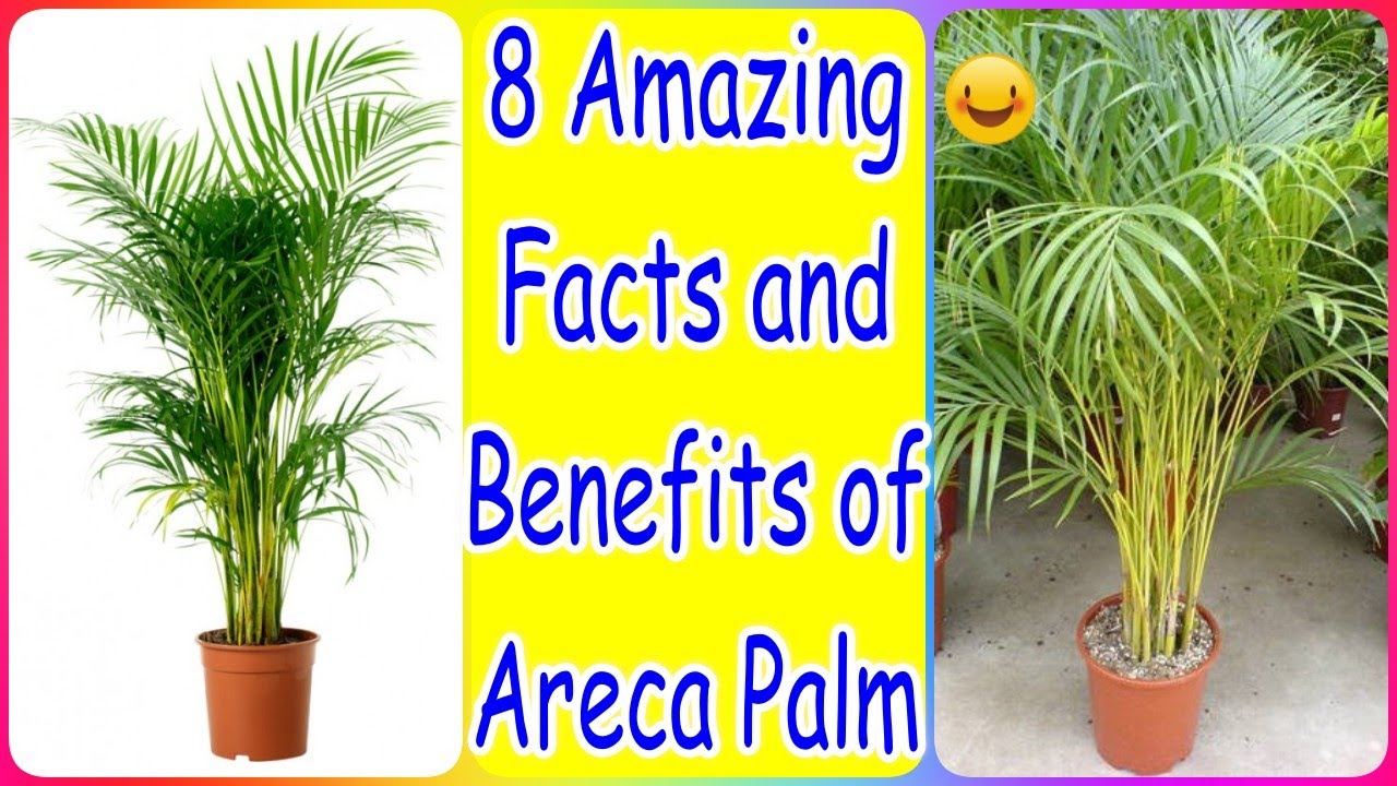 8 Amazing Facts And Benefits Of Areca Palm Areca Palm Summer Care 8-amazing-facts-and-benefits-of-areca-palm-areca-palm-summer-care